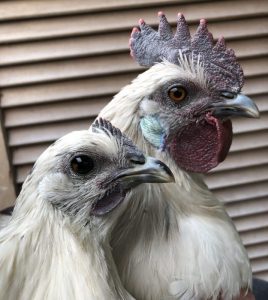 Developing Moonbeam Chickens - Backyard Poultry